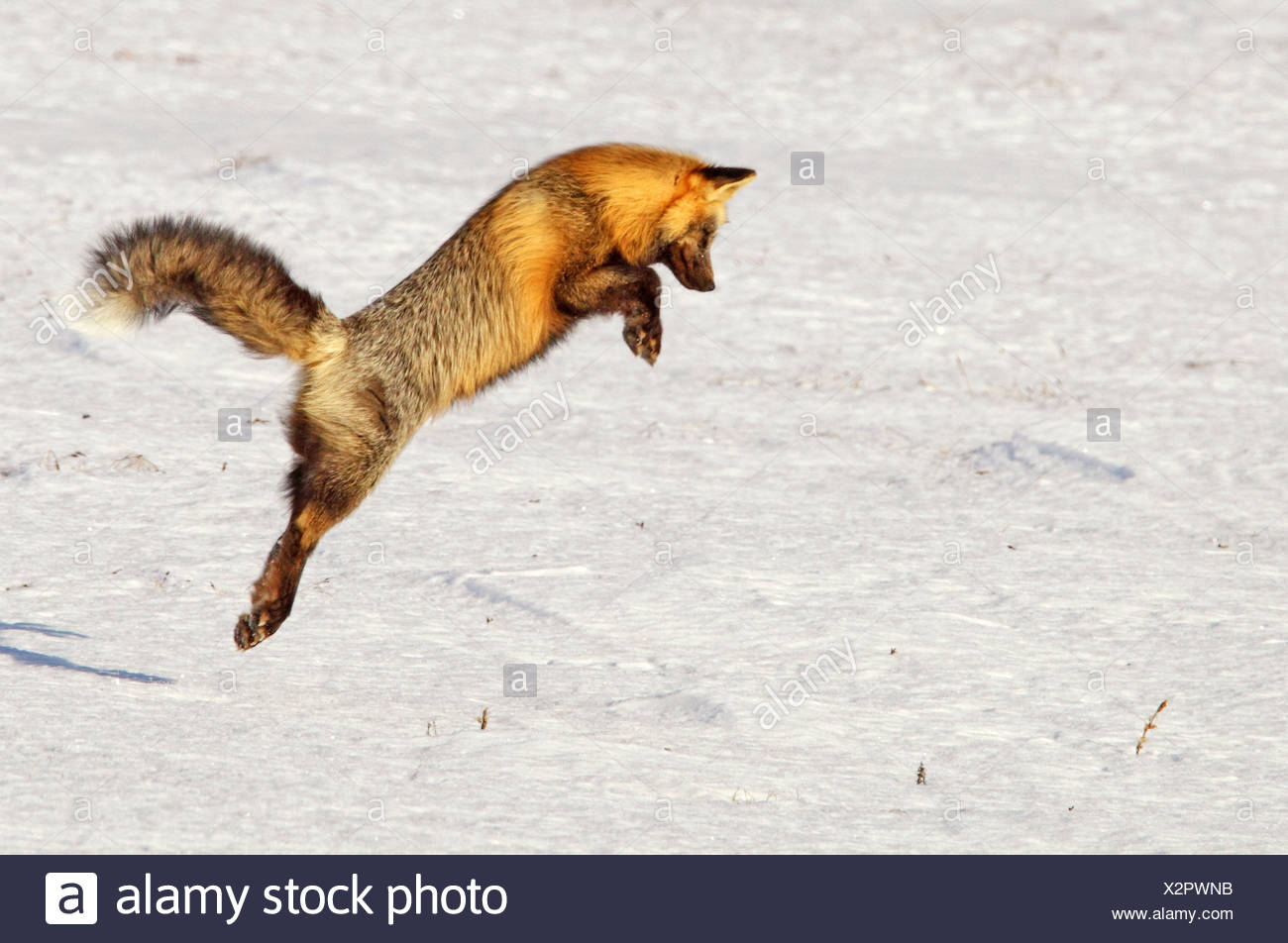 Fox Leaping Snow Stockfotos & Fox Leaping Snow Bilder - Alamy