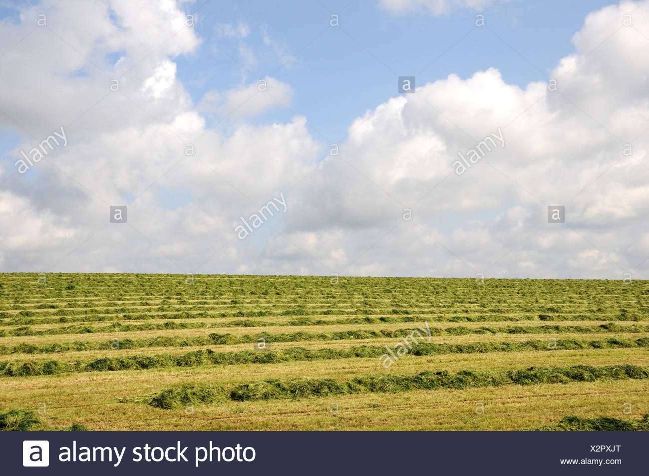 Wiesenblumen und Gräser Stockfotos & Wiesenblumen und Gräser Bilder - Alamy