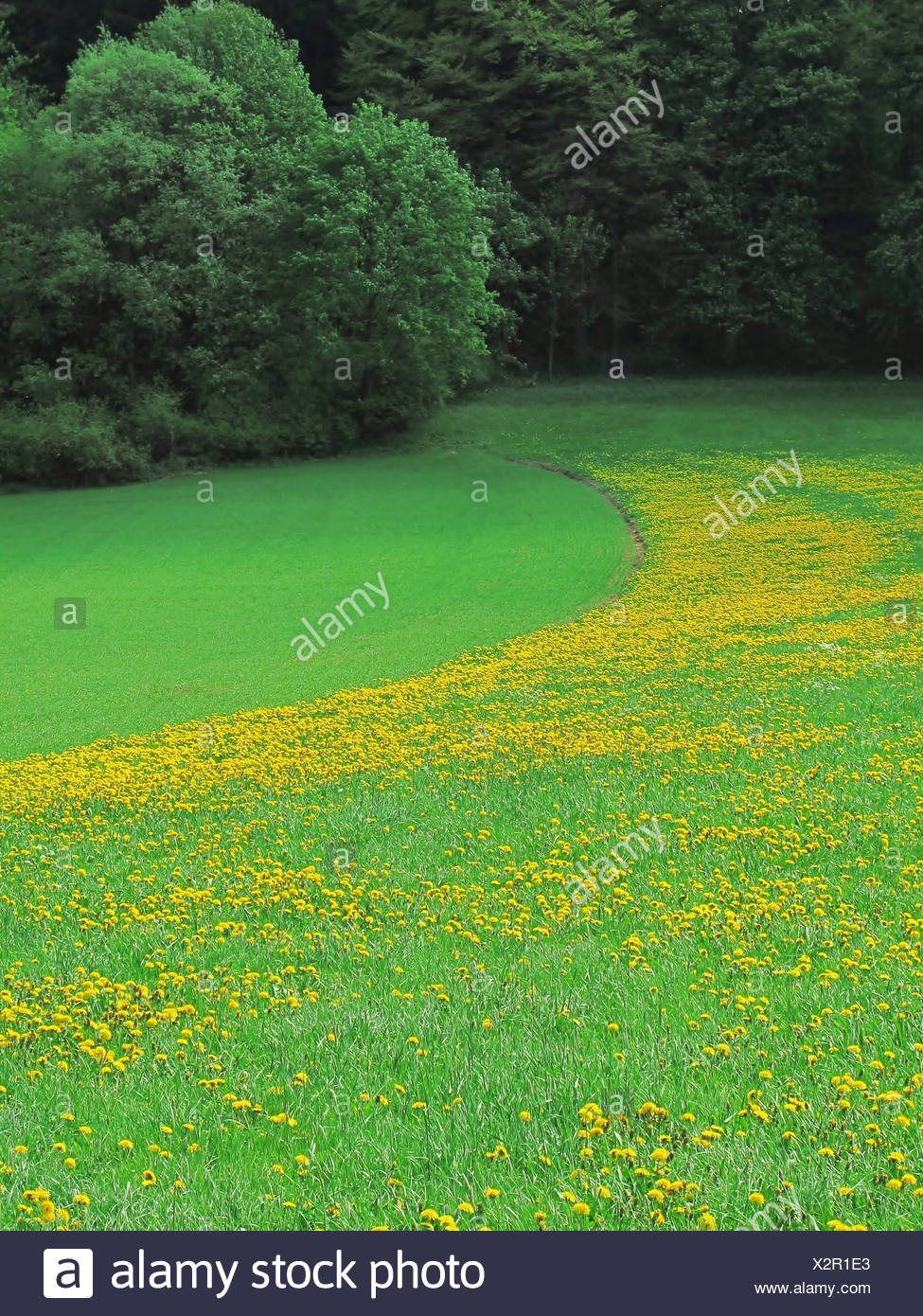 Wiese Am Waldrand Stockfotos und -bilder Kaufen - Alamy