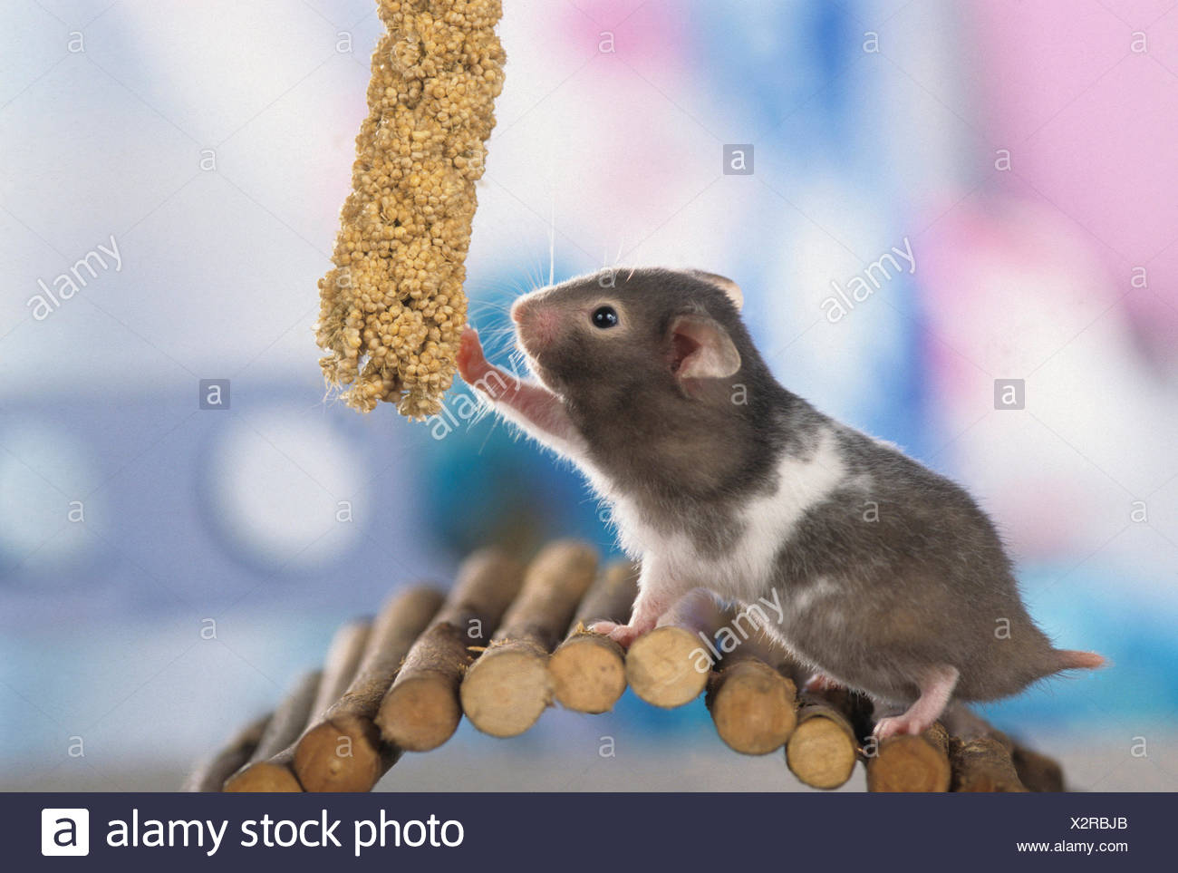 Golden Hamster Mesocricetus Auratus Eating Stockfotos und -bilder ...