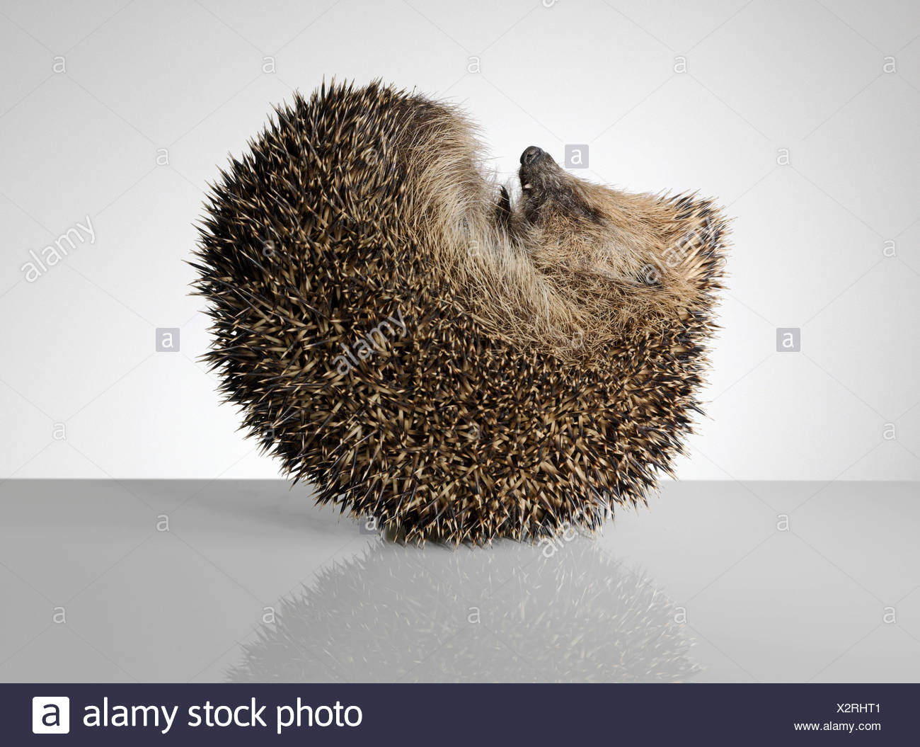 Dead Hedgehog Stockfotos und -bilder Kaufen - Alamy