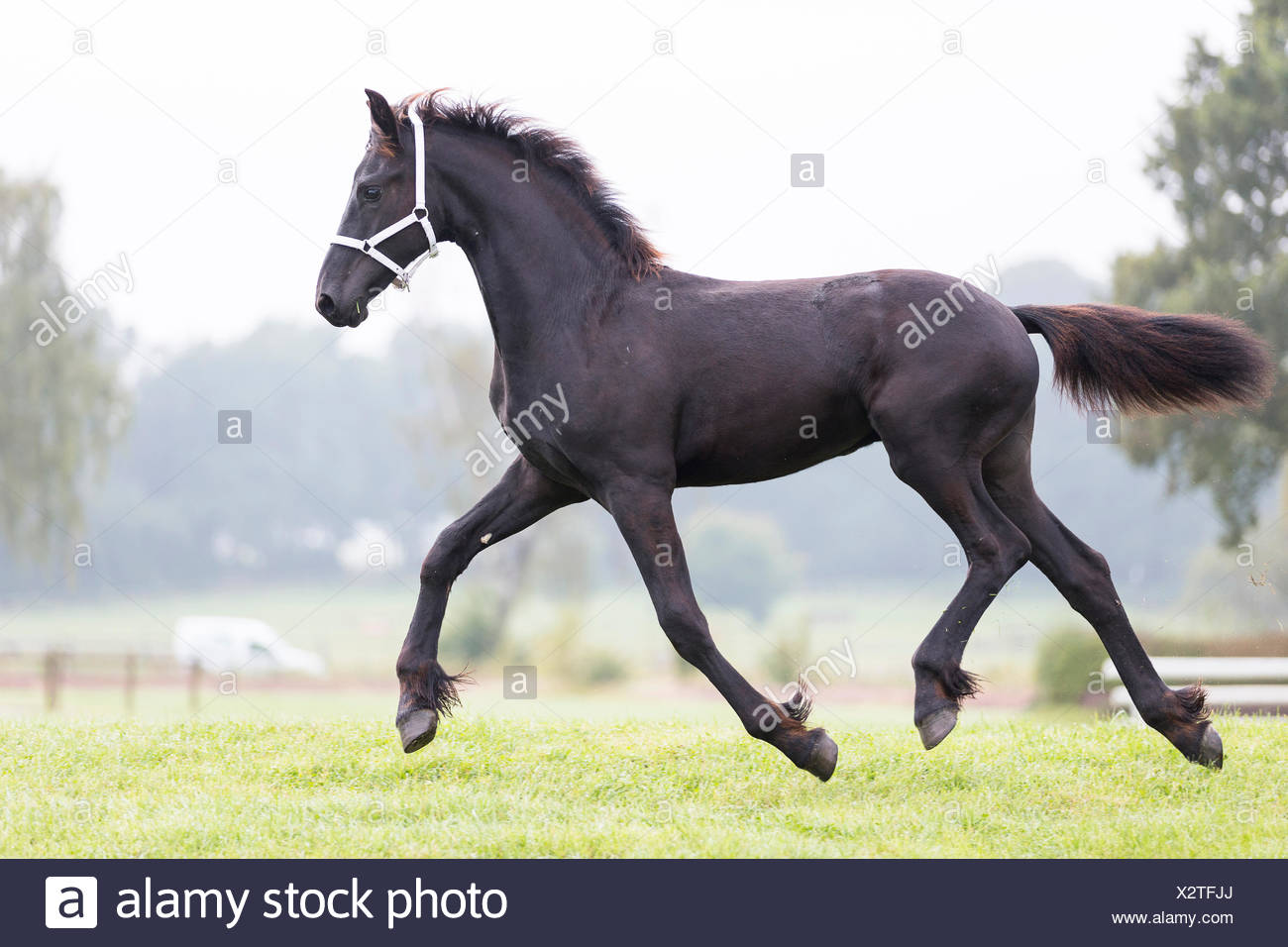 Friesen Fohlen Stockfotos und -bilder Kaufen - Alamy