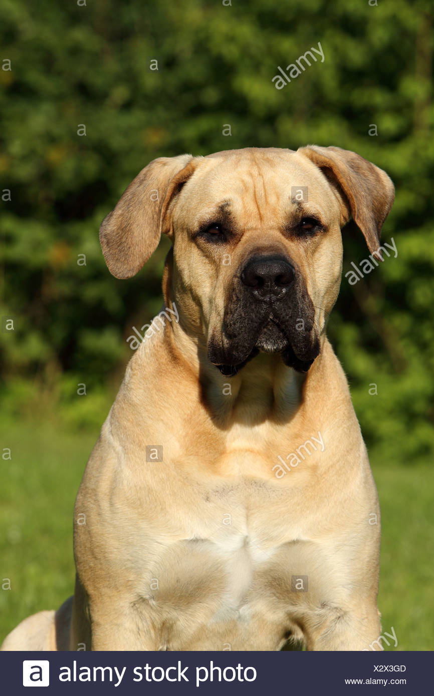 Perro De Presa Canario Dog Stockfotos und -bilder Kaufen - Alamy