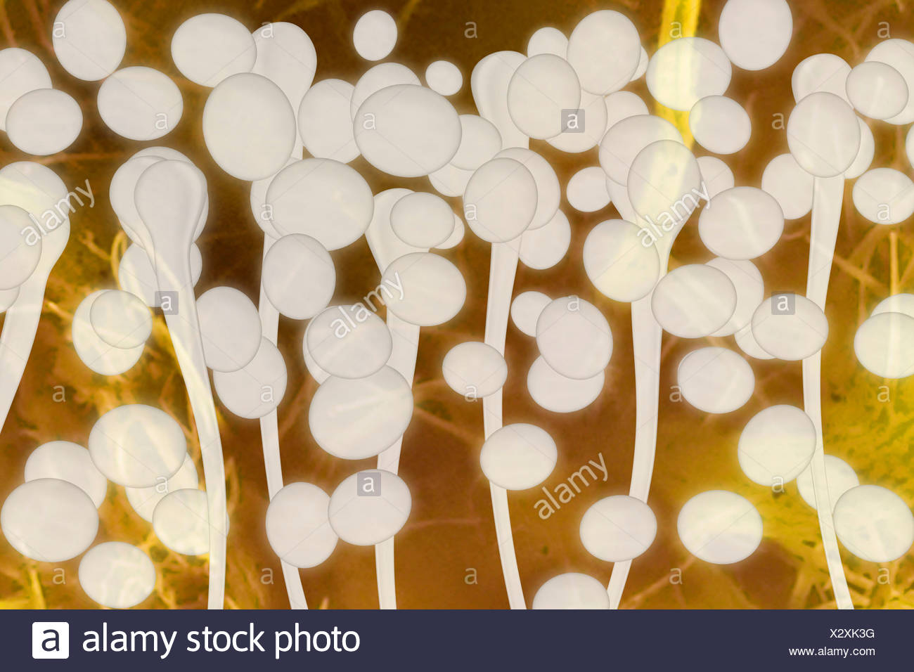 Yeast Cell Stockfotos und -bilder Kaufen - Alamy