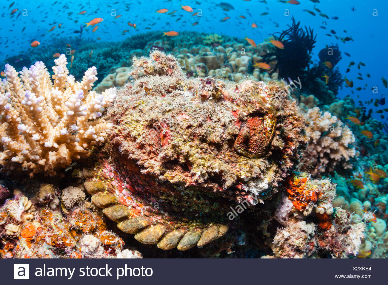 Stonefish Australia Stockfotos & Stonefish Australia Bilder - Alamy