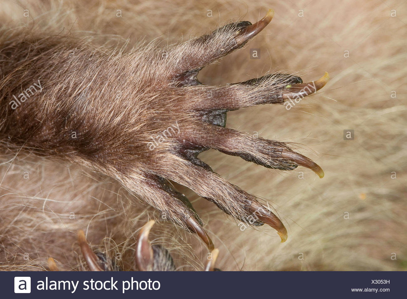 Pfote Pad Stockfotos & Pfote Pad Bilder - Alamy