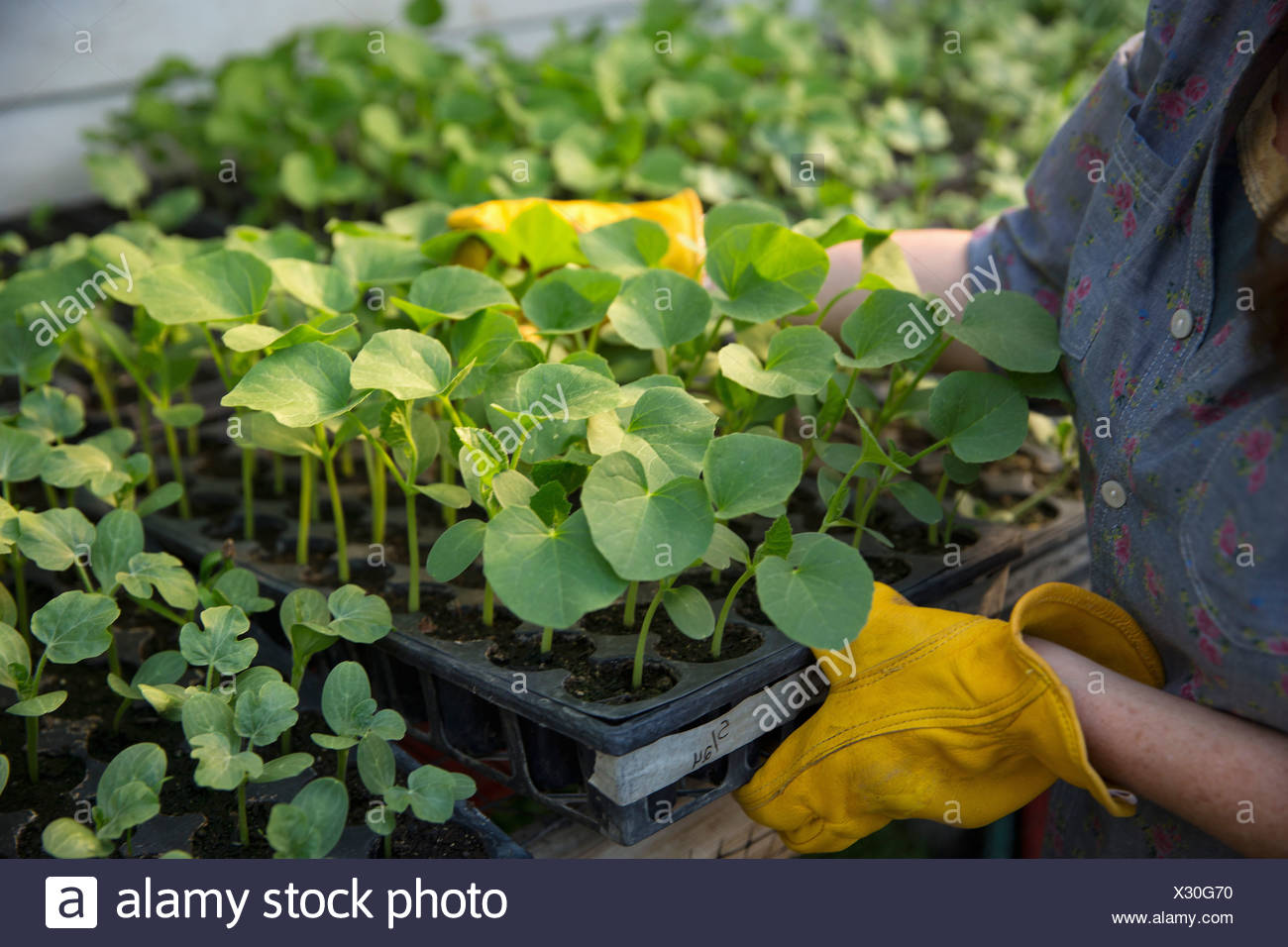 Setzlinge Landwirtschaft Stockfotos und -bilder Kaufen - Alamy