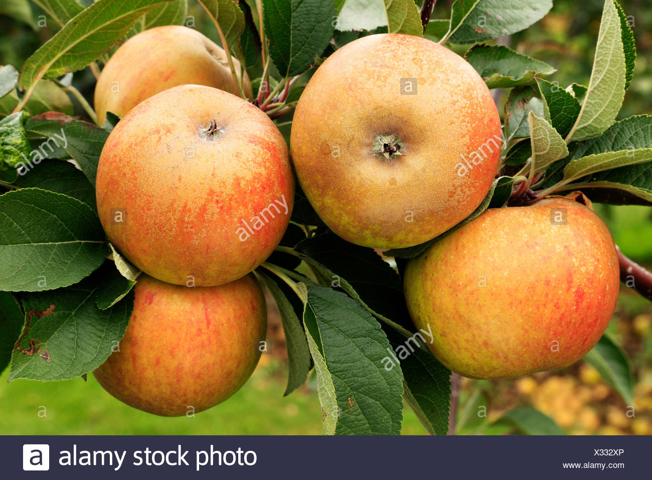 Apfelsorten Malus Domestica Stockfotos und -bilder Kaufen - Alamy