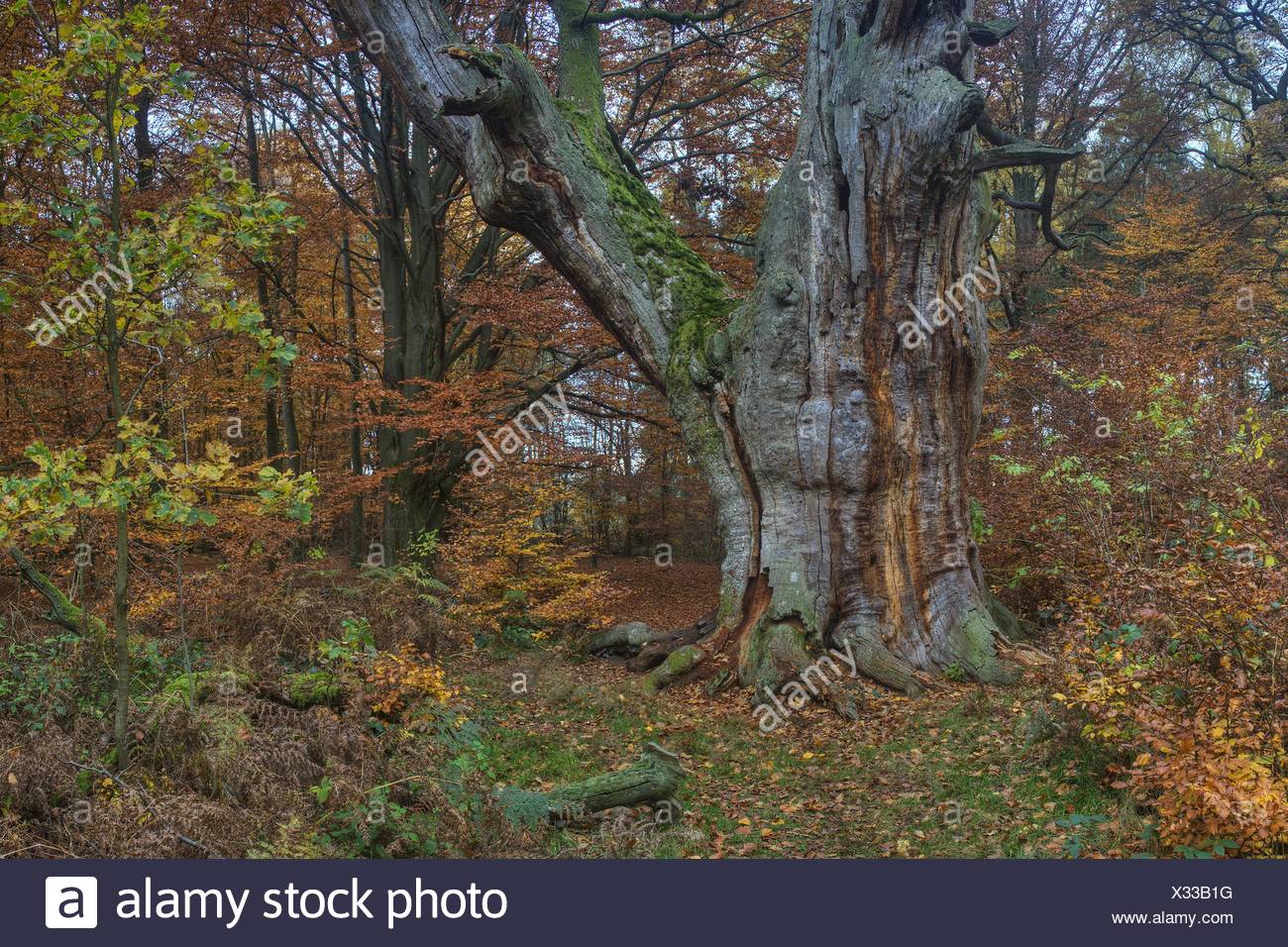 Alte Eichen Im Herbst Stockfotos und -bilder Kaufen - Alamy