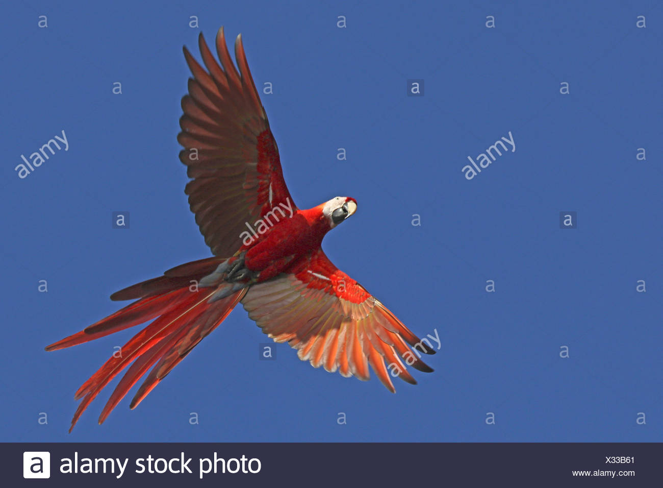 Hellrote Ara Im Flug Stockfotos und -bilder Kaufen - Alamy