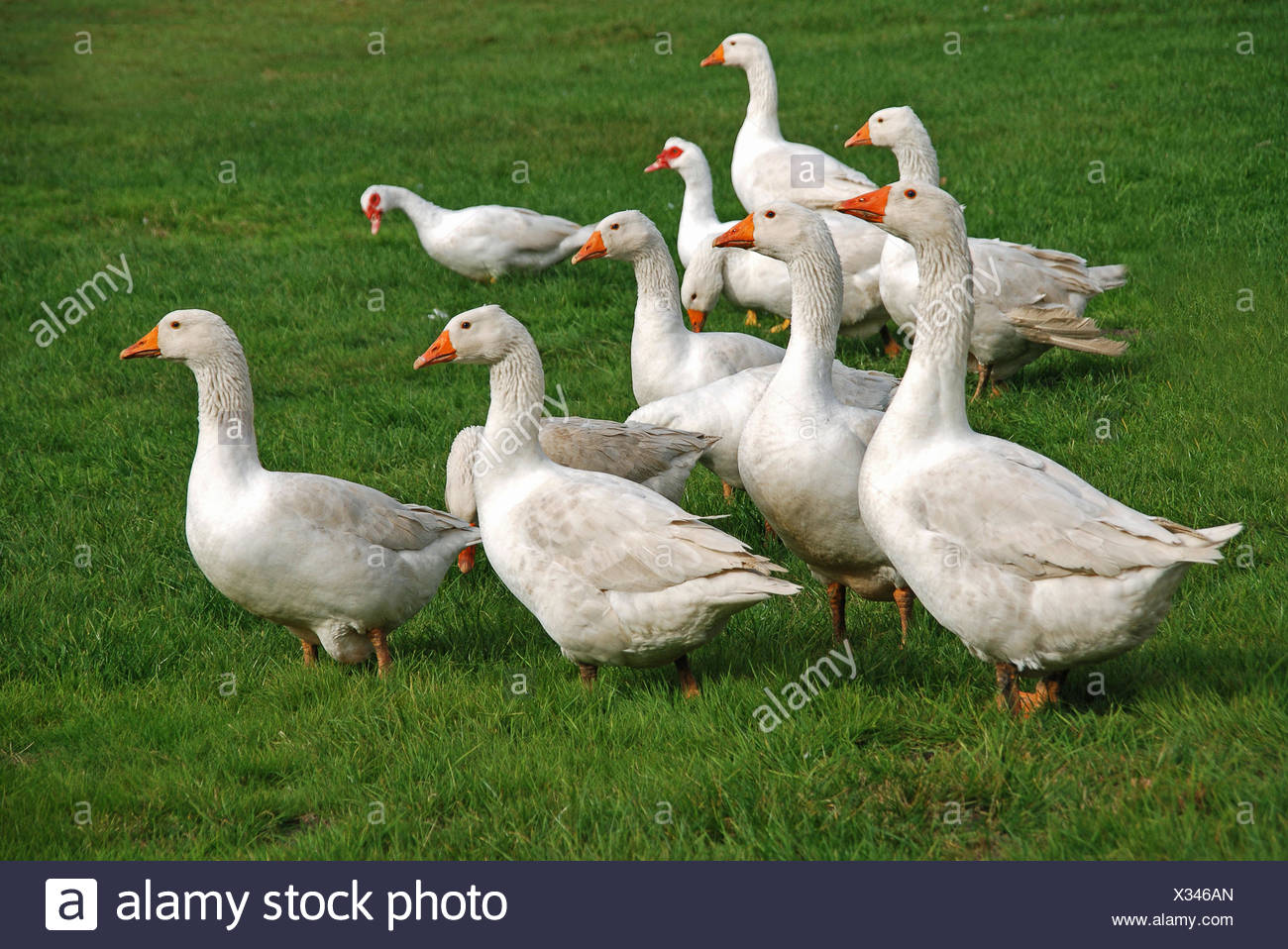 Gänse Schlachten Stockfotos & Gänse Schlachten Bilder - Alamy