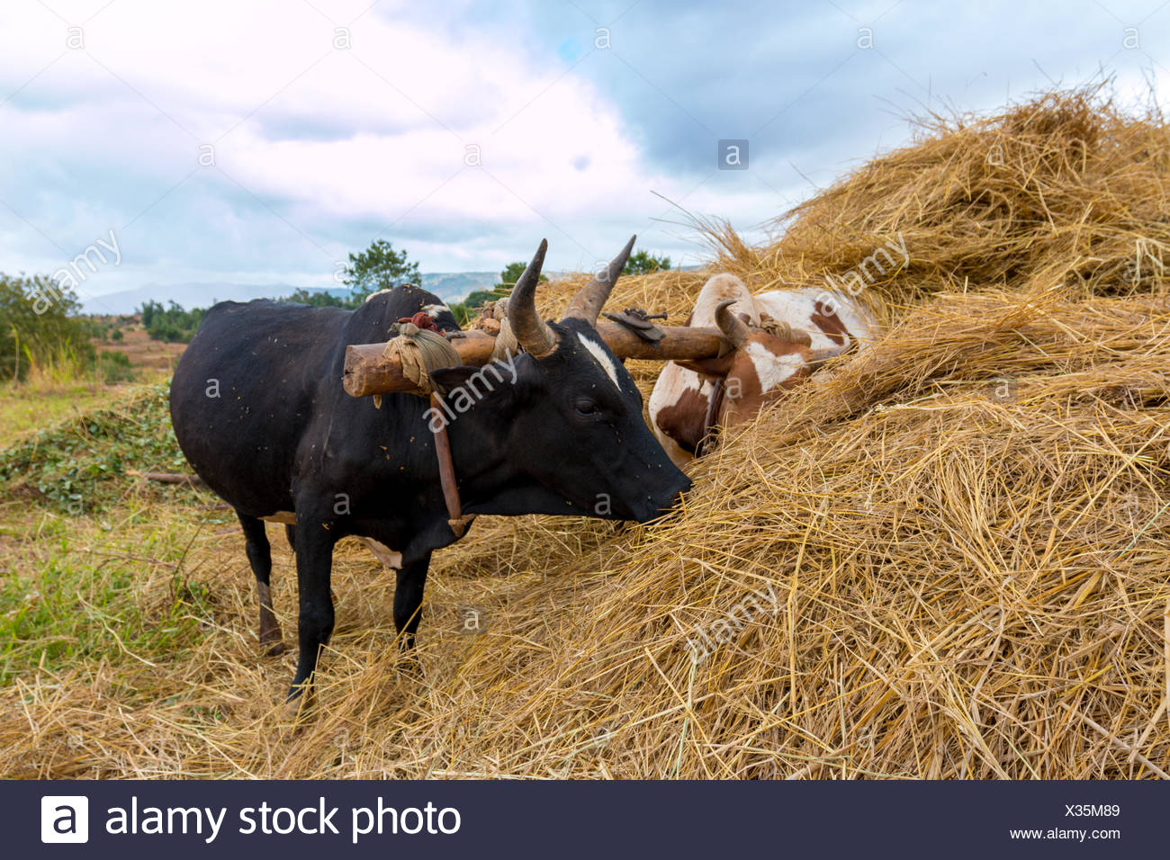 Joch Von Ochsen Stockfotos und -bilder Kaufen - Alamy