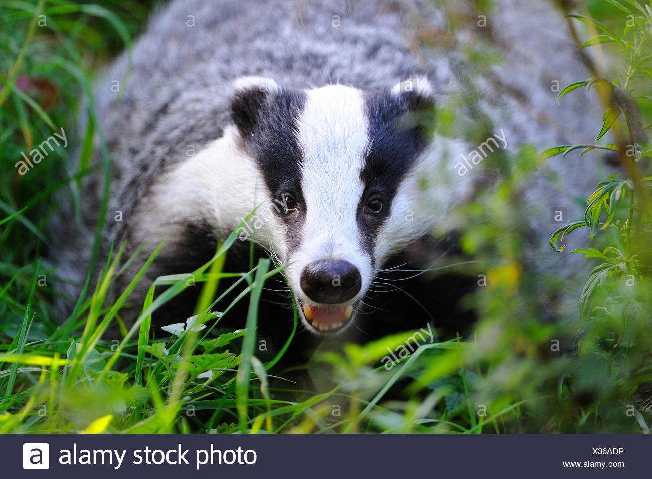 Meles Meles Stockfotos und -bilder Kaufen - Alamy