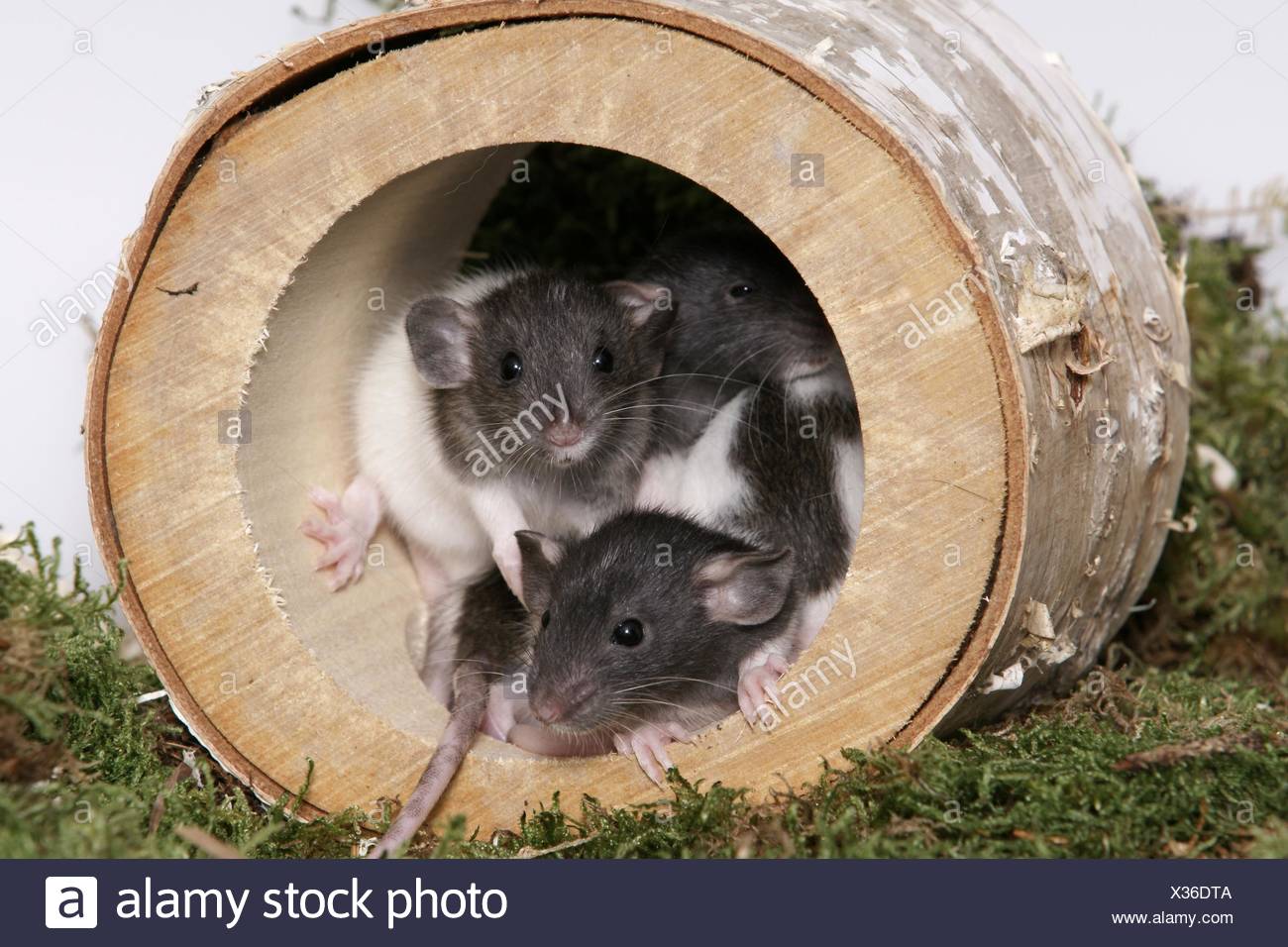 Baby Rats Stockfotos und -bilder Kaufen - Alamy