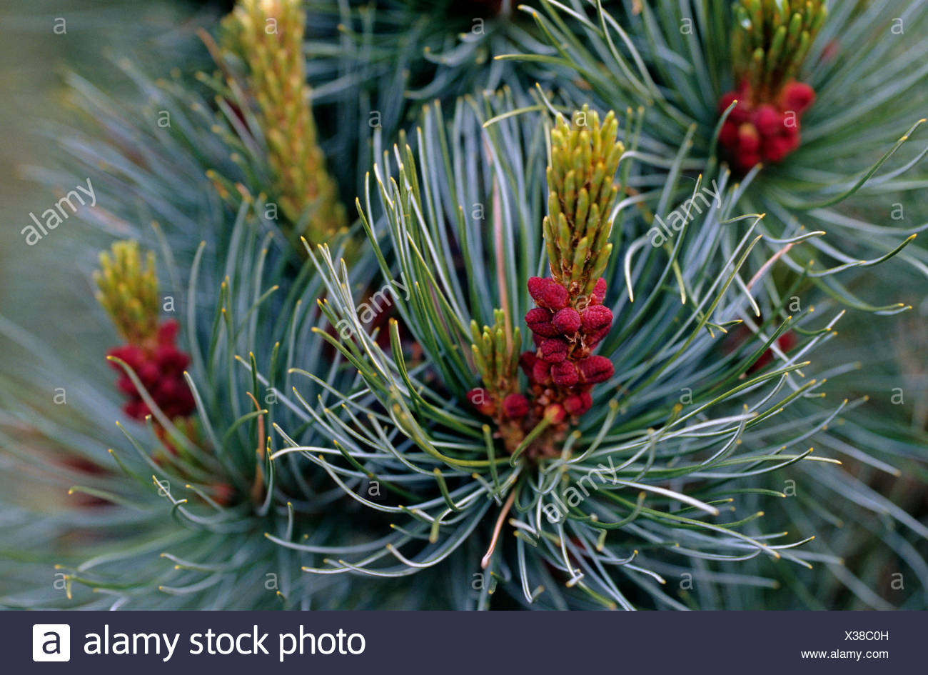 Corsican Pine Cones Pinus Nigra Stockfotos und -bilder Kaufen - Alamy