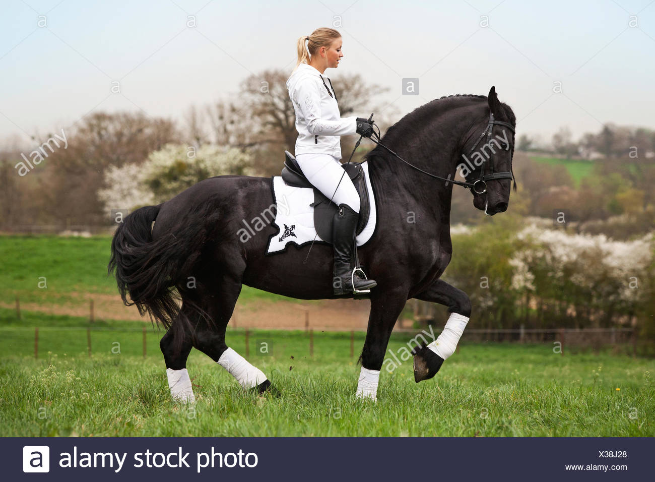 Rider Horse Riding Dressage Stockfotos und -bilder Kaufen - Alamy