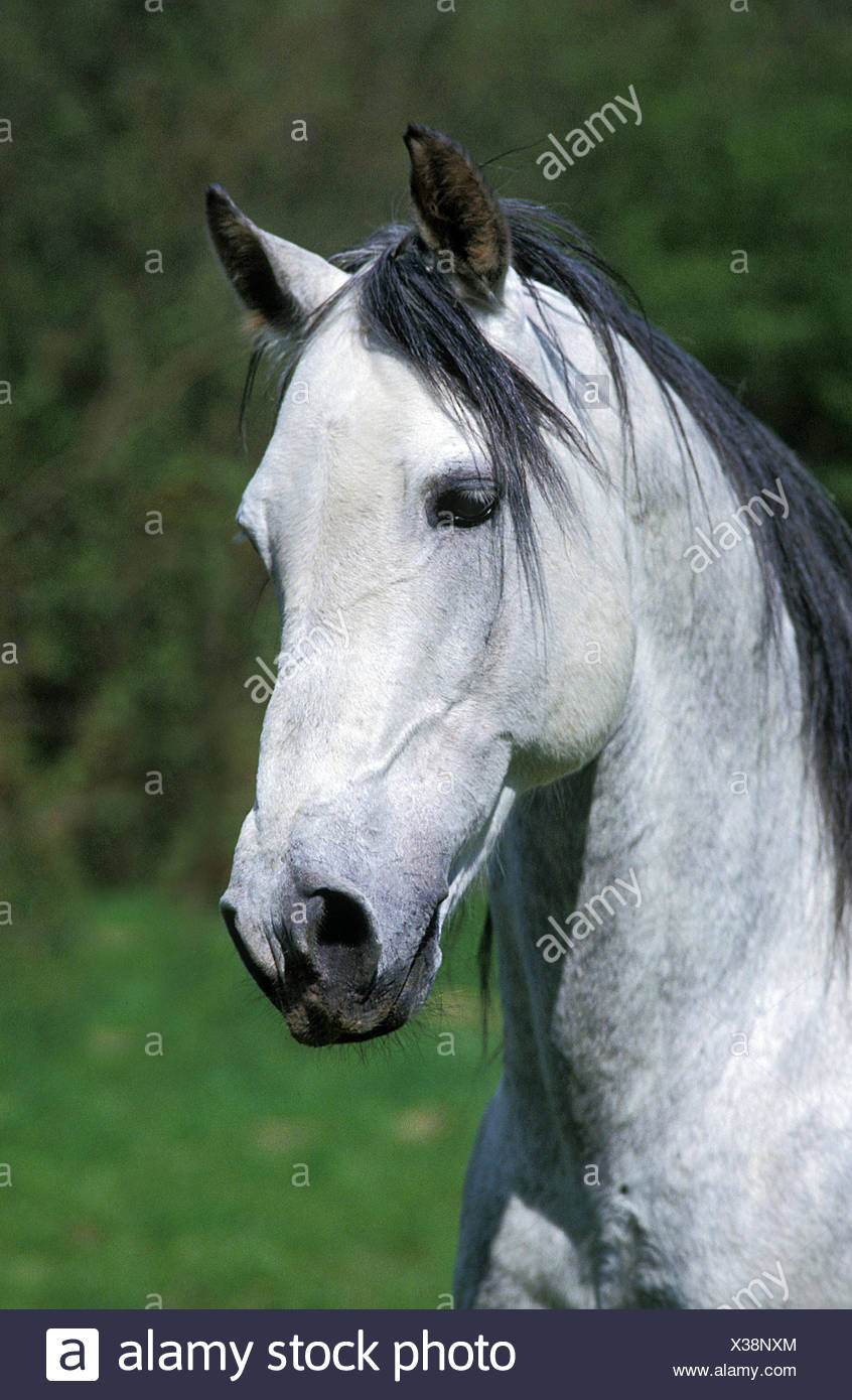Andalusier Kopf Stockfotos und -bilder Kaufen - Alamy