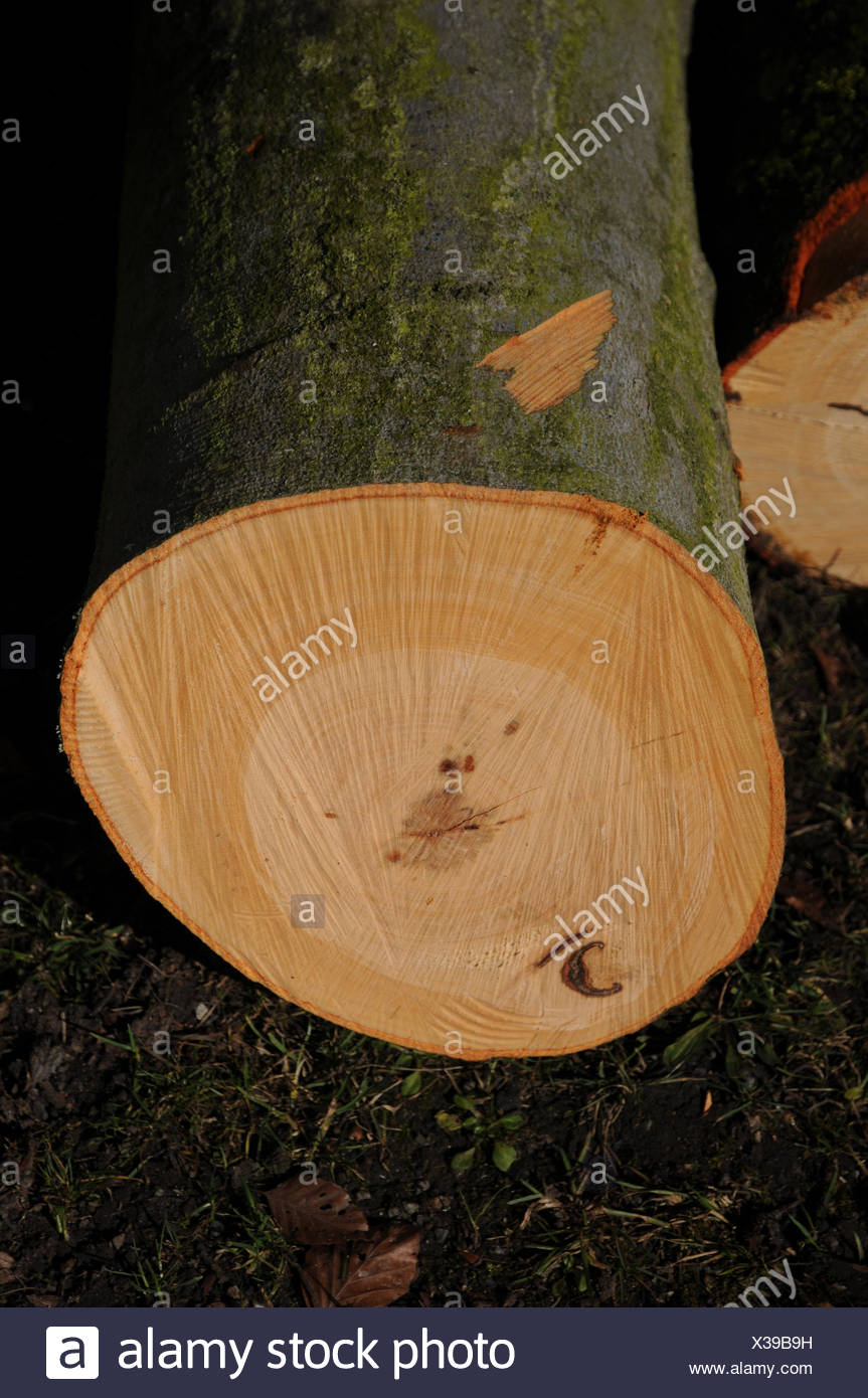 Beeches Wood Stockfotos und -bilder Kaufen - Seite 3 - Alamy