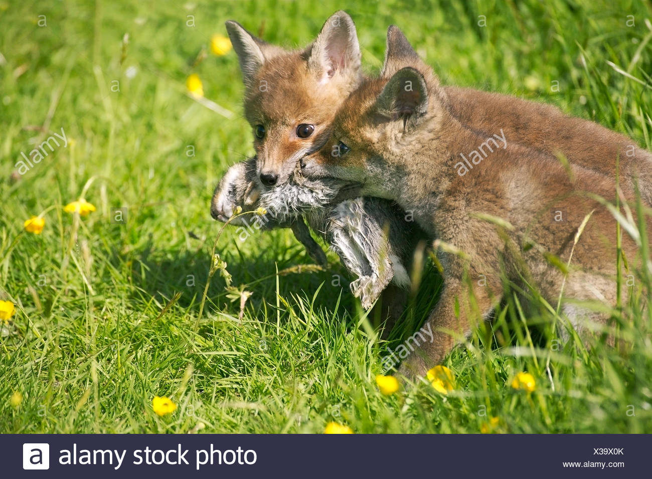 Wild Fox Chasing Rabbit Stockfotos und -bilder Kaufen - Alamy