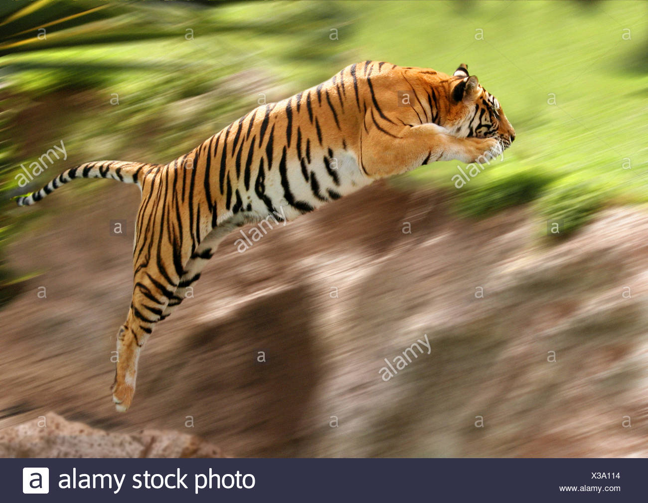 Jumping Tiger Stockfotos und -bilder Kaufen - Alamy