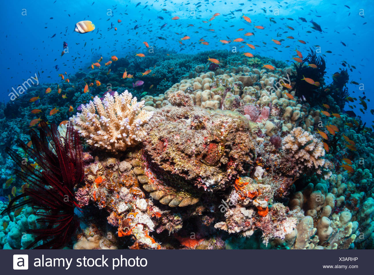Stonefish Australia Stockfotos & Stonefish Australia Bilder - Alamy