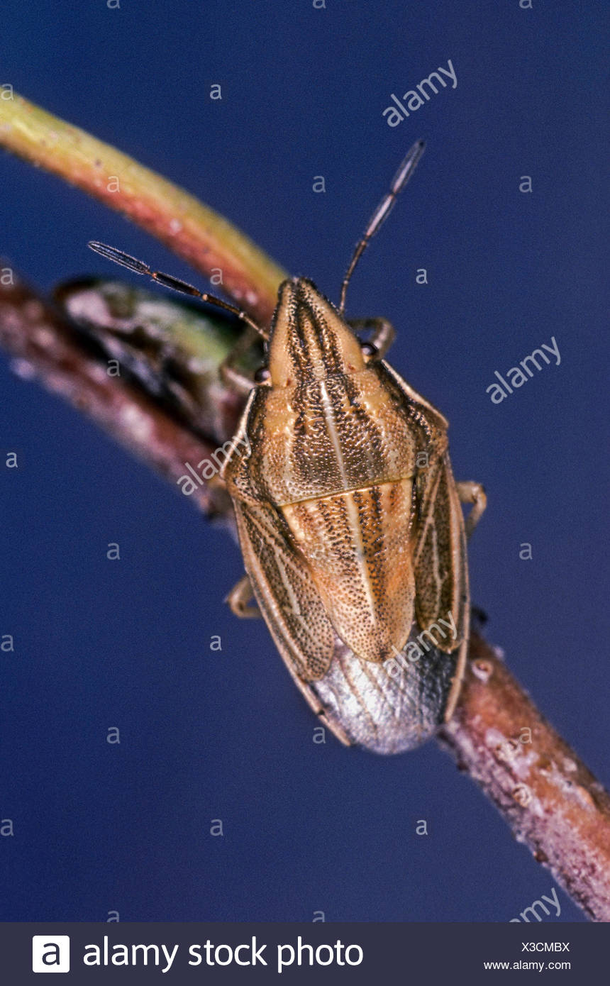 Bishop's Mitre Stockfotos und -bilder Kaufen - Alamy