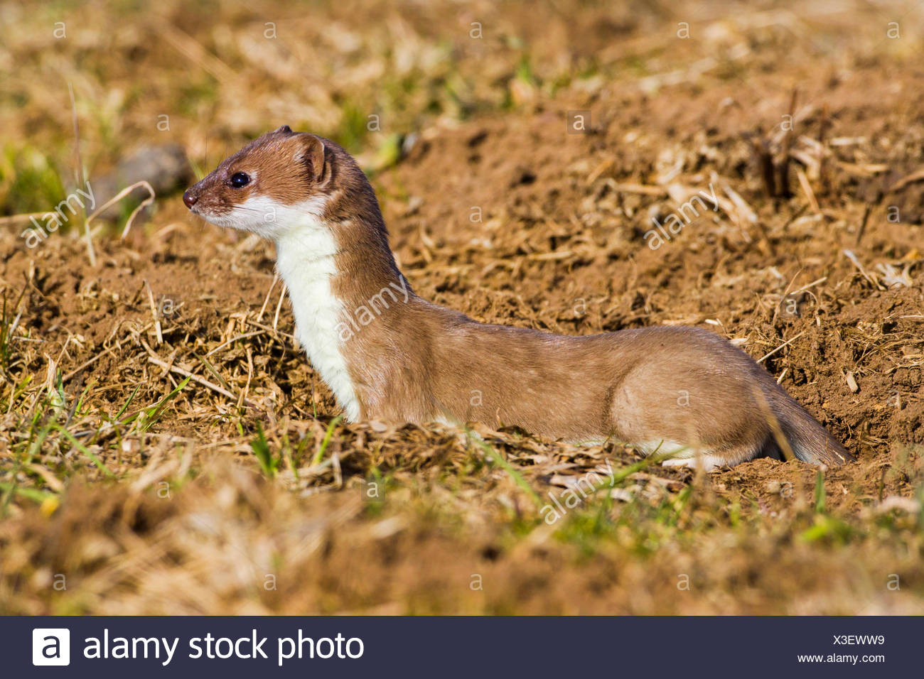 Grosses Wiesel Stockfotos & Grosses Wiesel Bilder - Alamy