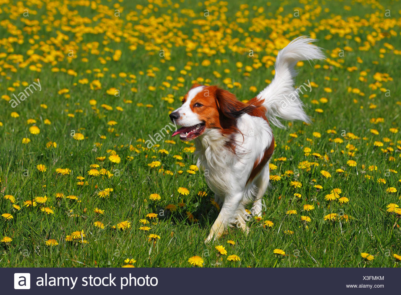 Kooiker Hund Stockfotos und -bilder Kaufen - Alamy