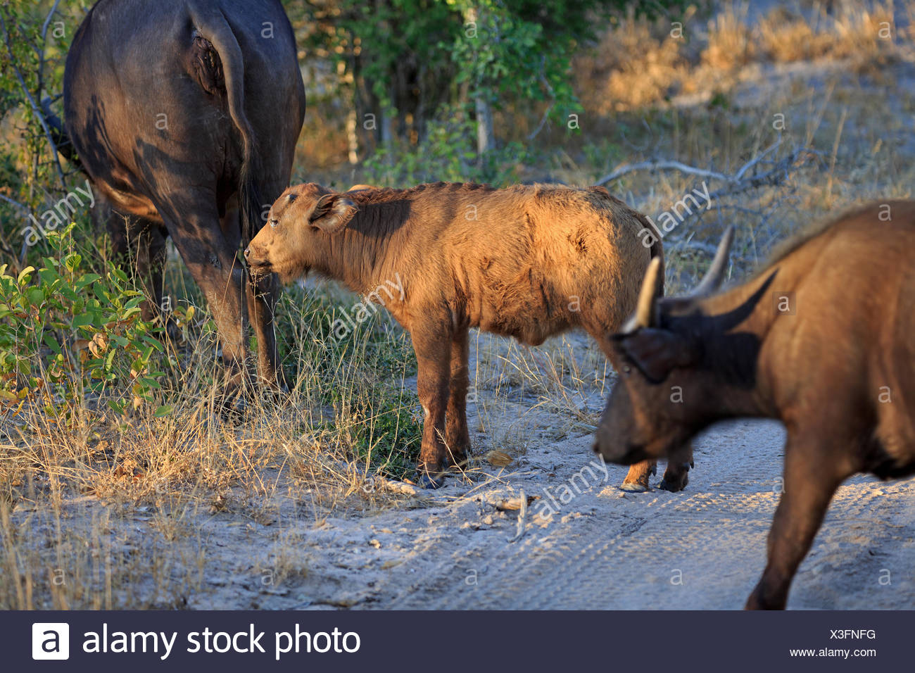 Baby Kuh Stockfotos und -bilder Kaufen - Alamy