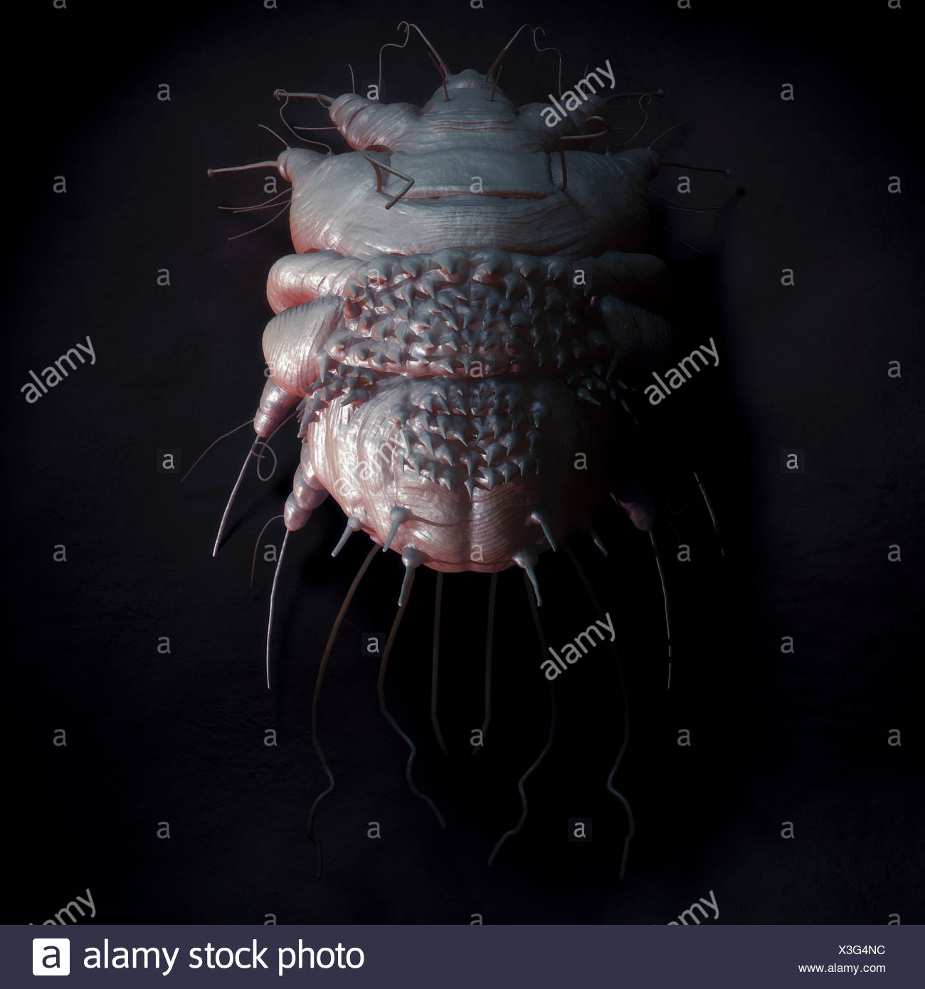 Scabies Mite Stockfotos & Scabies Mite Bilder - Alamy