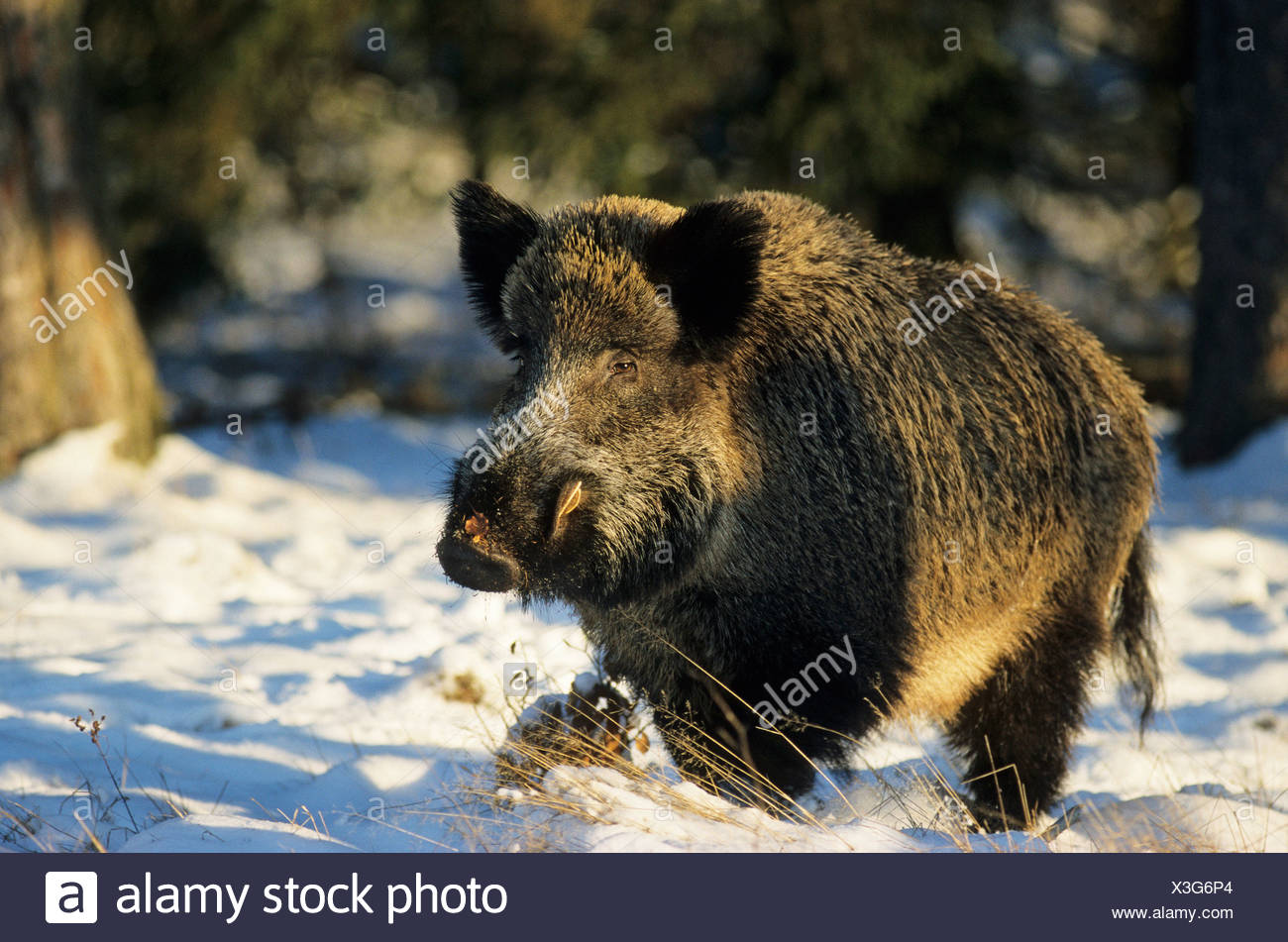 Wild Boar Tusker Stockfotos & Wild Boar Tusker Bilder - Alamy