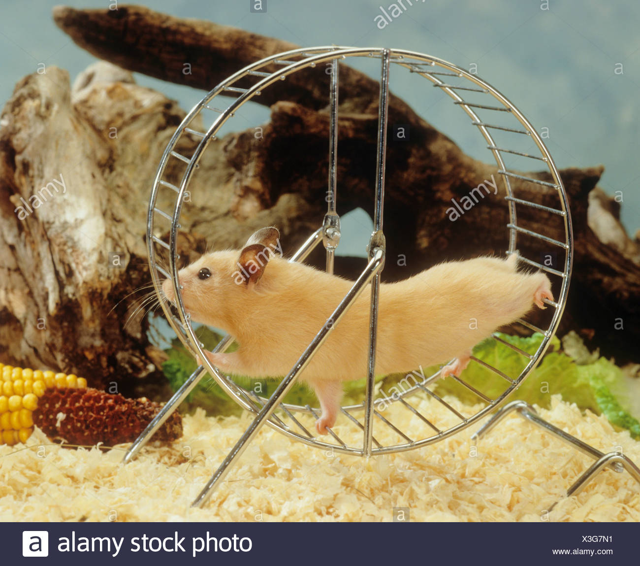 Goldhamster Laufrad Stockfotos und -bilder Kaufen - Alamy