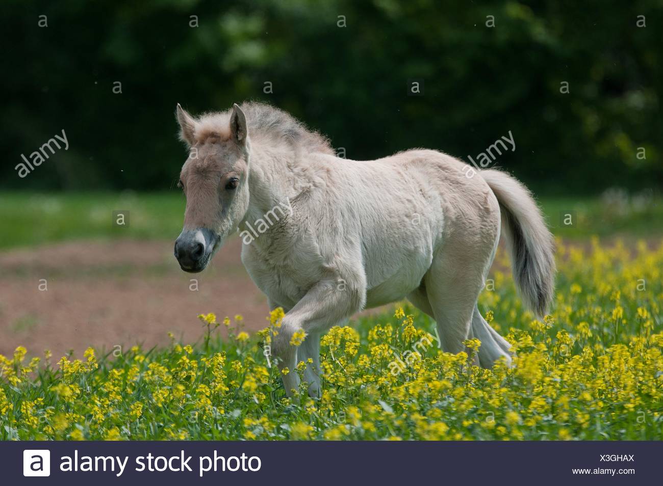 Norweger Fohlen Foal Stockfotos und -bilder Kaufen - Alamy