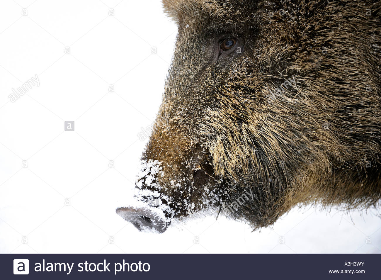Wildschwein, Tier, Sus Scrofa Scrofa, Sau, Wildschweine, schwarze Spiel ...