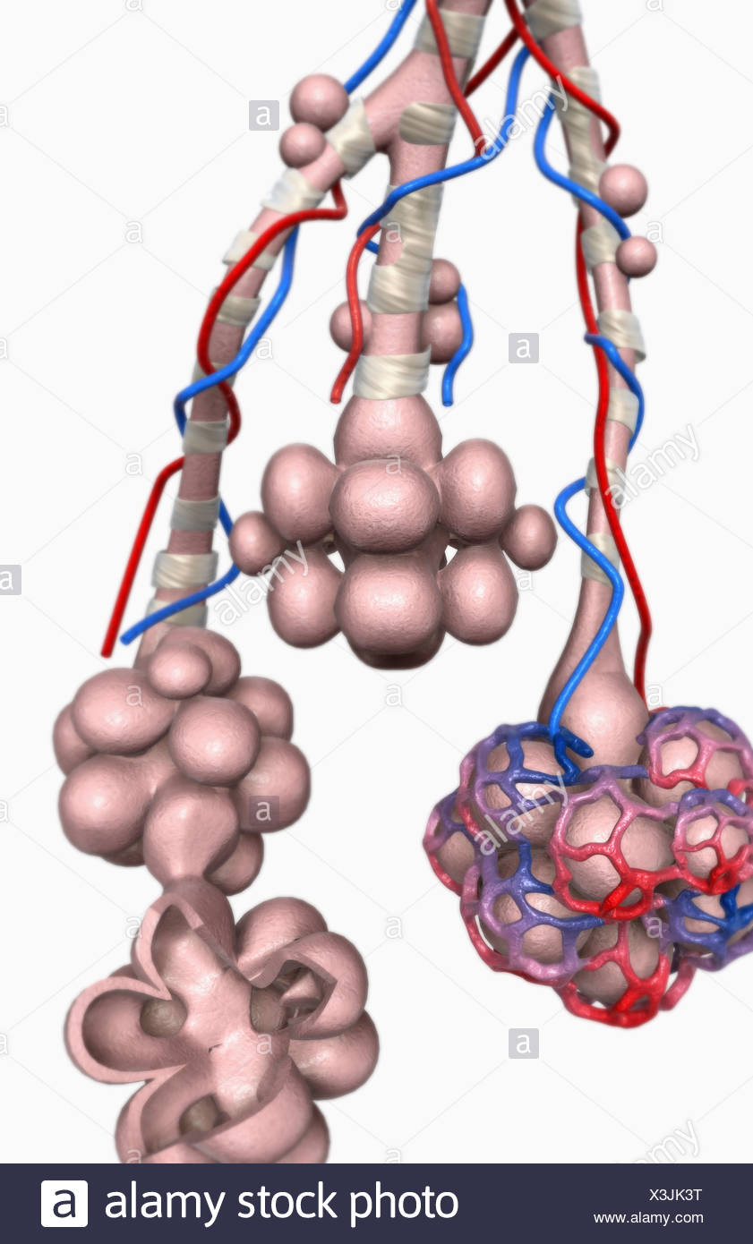 Alveolen und Kapillaren Stockfotos & Alveolen und Kapillaren Bilder - Alamy