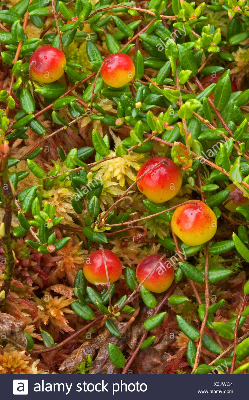 Gewöhnliche Moosbeere Stockfotos & Gewöhnliche Moosbeere Bilder - Alamy
