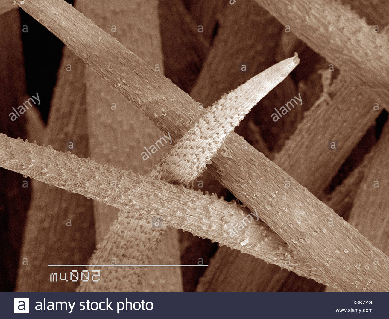 Spines Cactaceae Stockfotos & Spines Cactaceae Bilder - Alamy