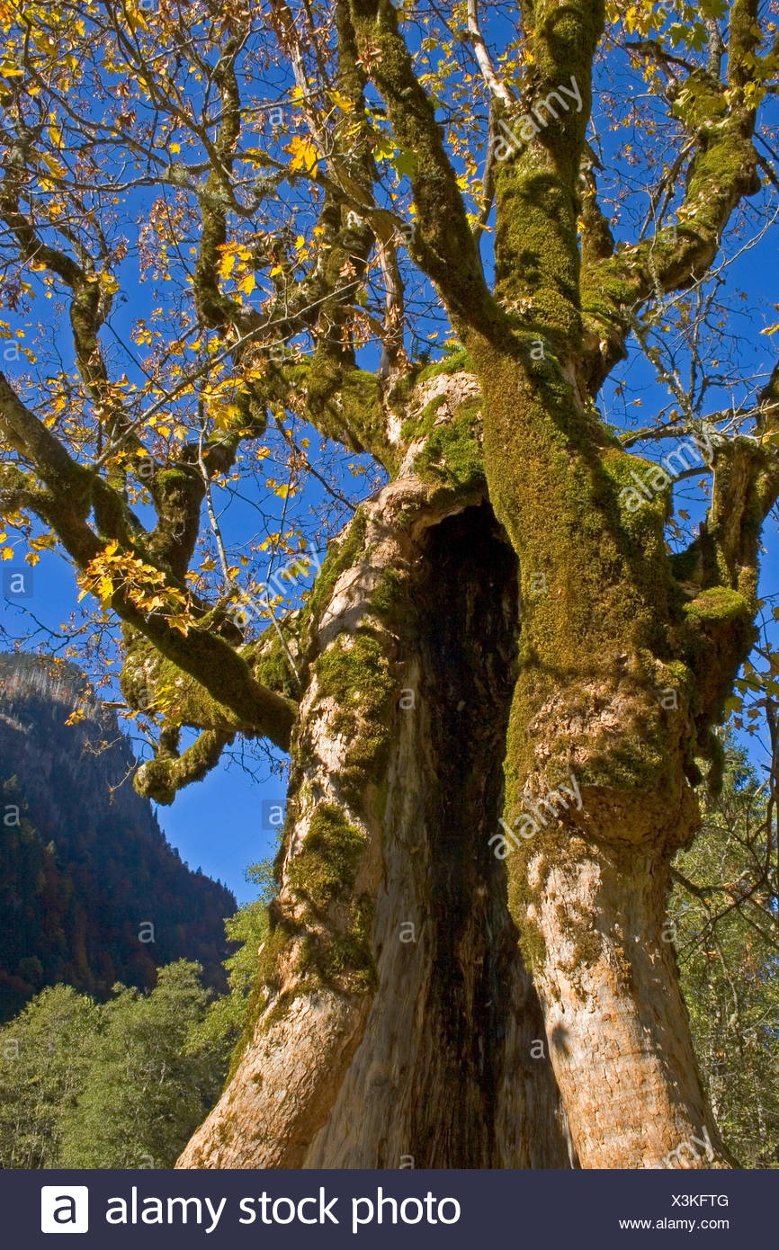 Ahorn Baum Stockfotos und -bilder Kaufen - Alamy
