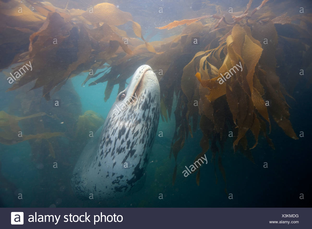 Leopard Seal Underwater Stockfotos & Leopard Seal Underwater Bilder - Alamy