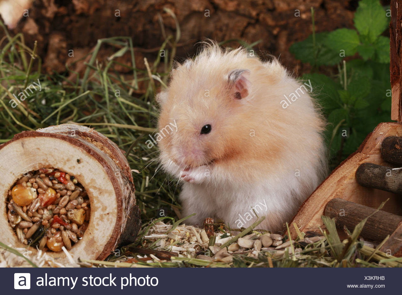 Golden Hamster Stockfotos und -bilder Kaufen - Alamy