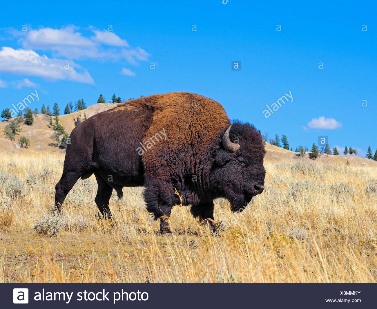 American Bison Buffalo Side View Stockfotos & American Bison Buffalo ...