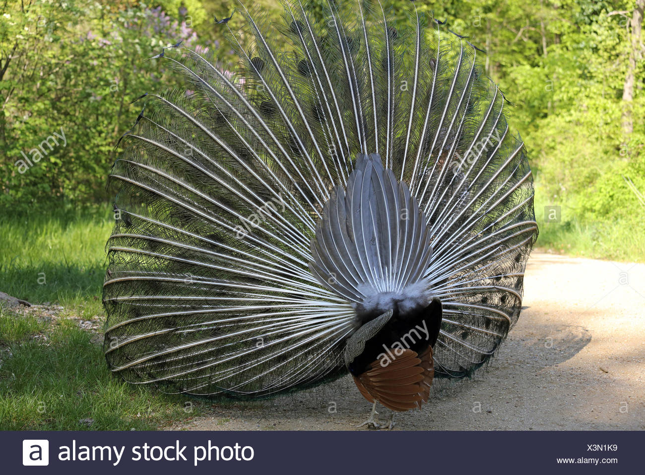 Pfau Schlägt Rad Zum Imponieren Stockfotos & Pfau Schlägt Rad Zum ...