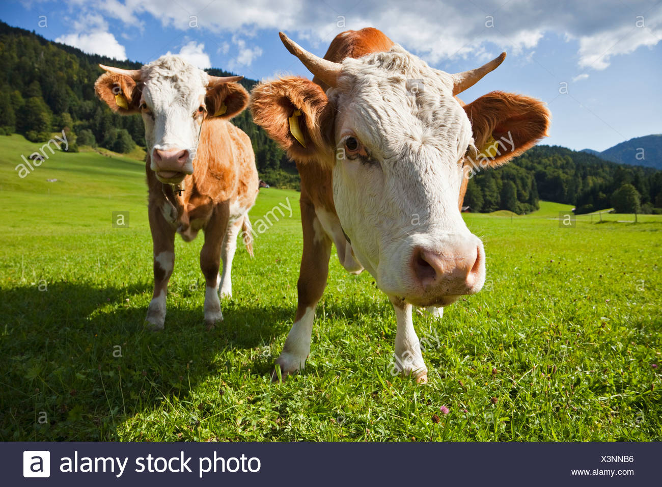 Zwei Tiere Stockfotos und -bilder Kaufen - Alamy