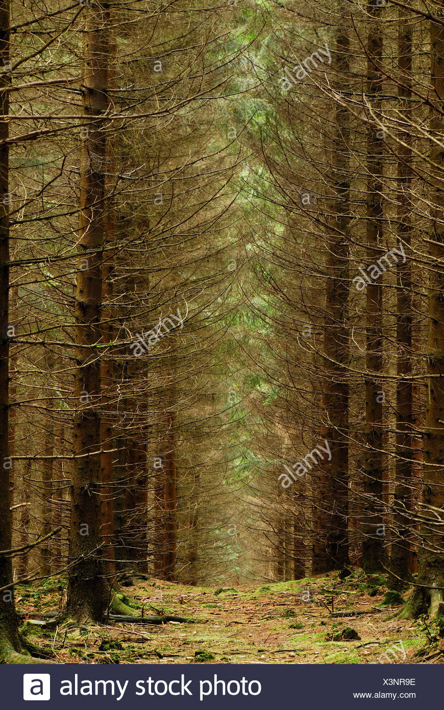 Fichten Monokultur Stockfotos & Fichten Monokultur Bilder - Alamy
