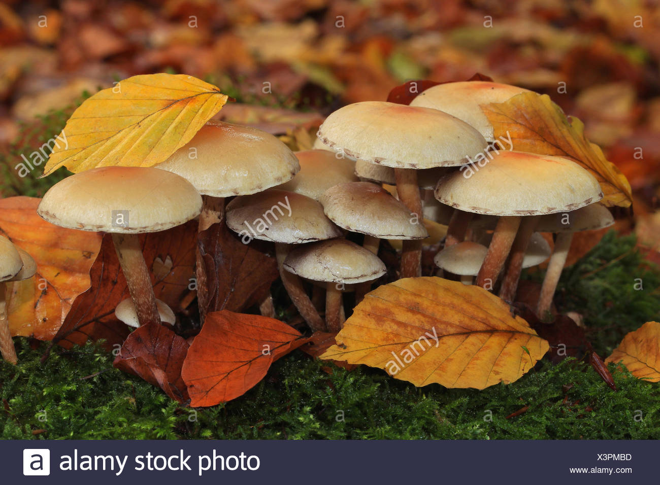 Wald Champignon Stockfotos und -bilder Kaufen - Alamy