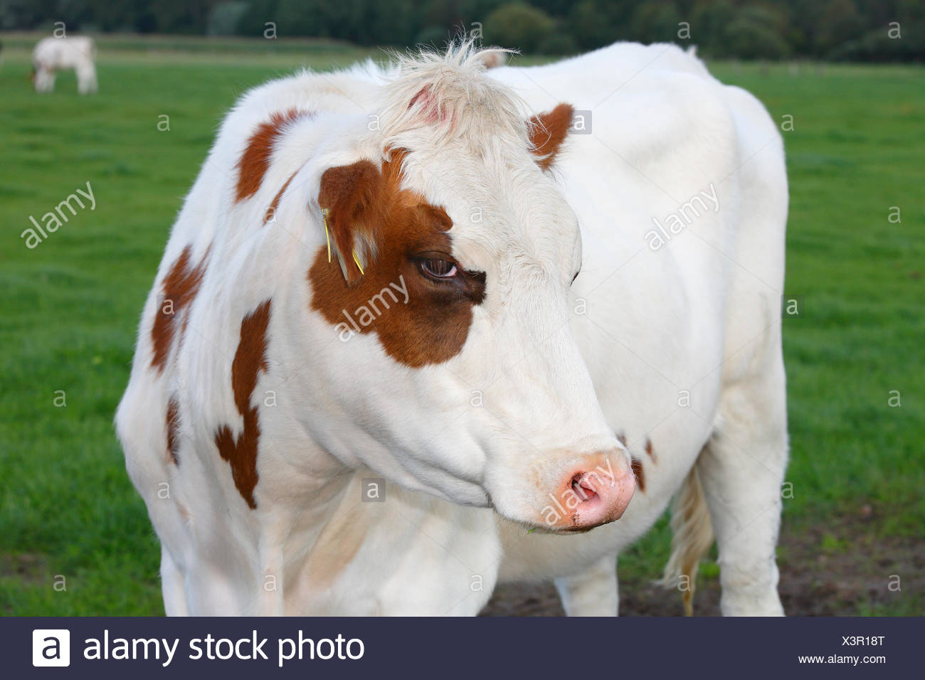 Red Holstein Cow Stockfotos und -bilder Kaufen - Alamy