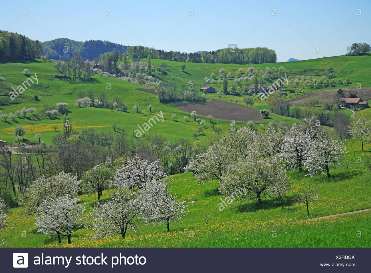 Cherry Blossom Trees Switzerland Stockfotos und -bilder Kaufen - Alamy