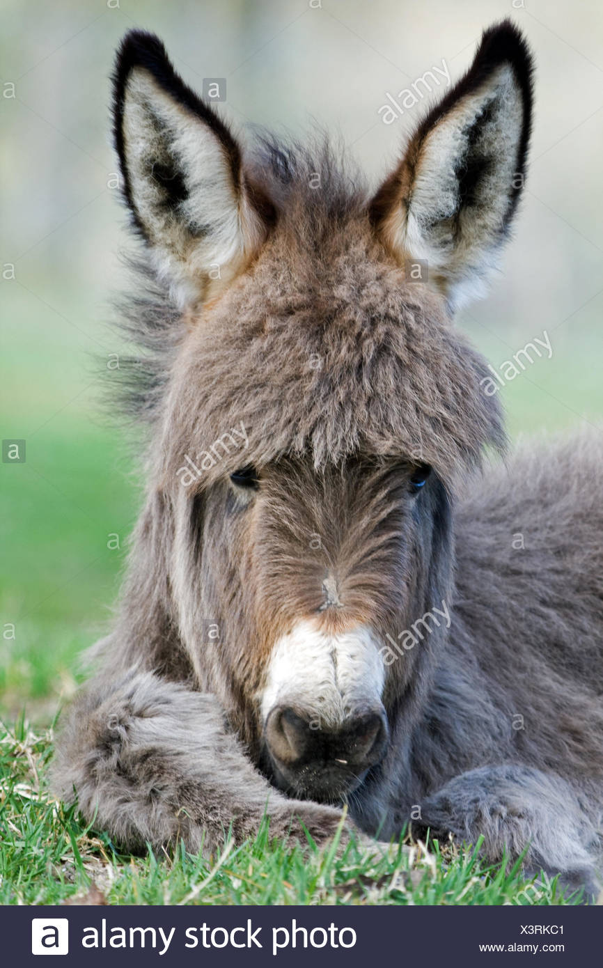 Esel Fohlen Stockfotos und -bilder Kaufen - Alamy