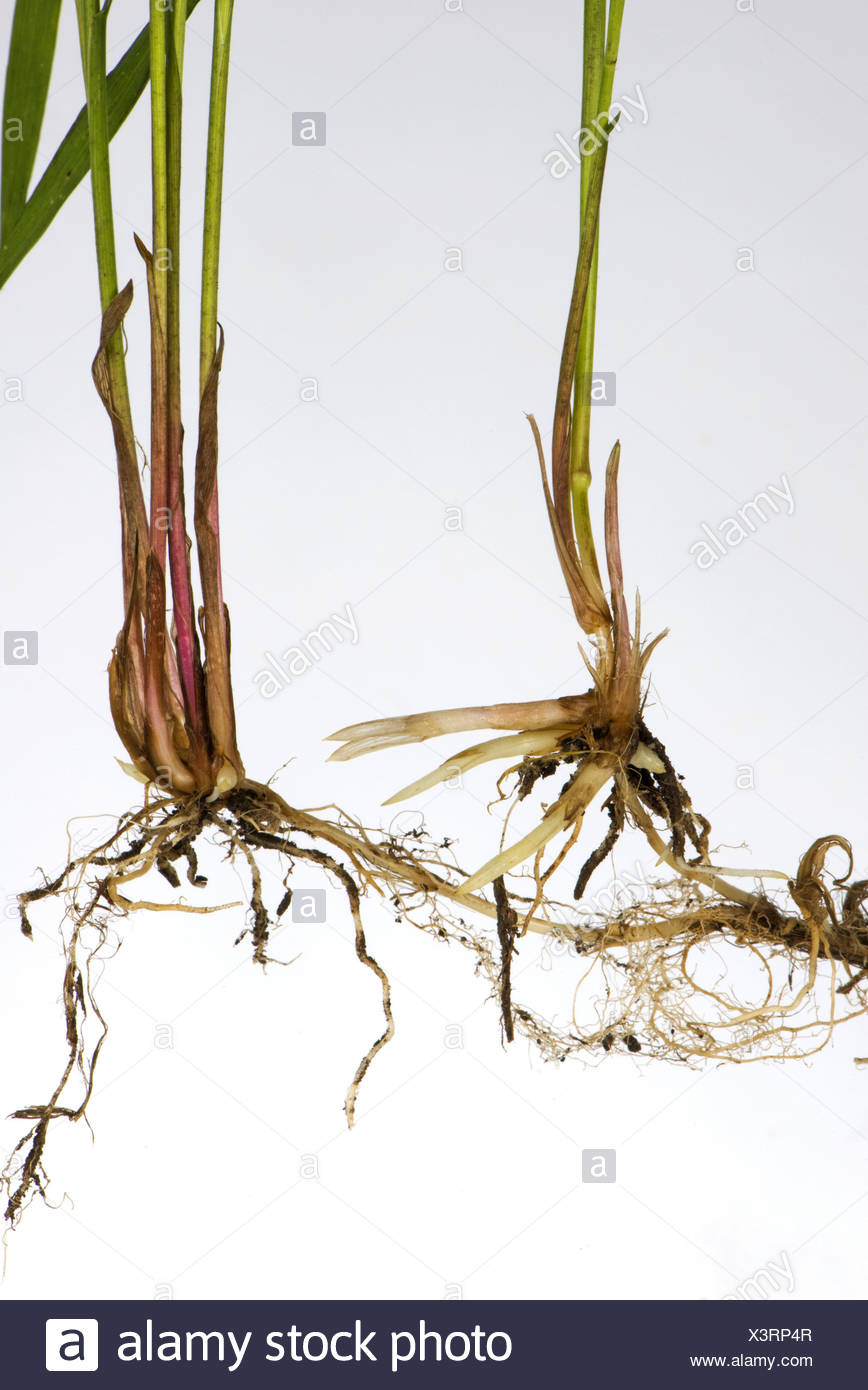 Elymus Repens Stockfotos und -bilder Kaufen - Alamy