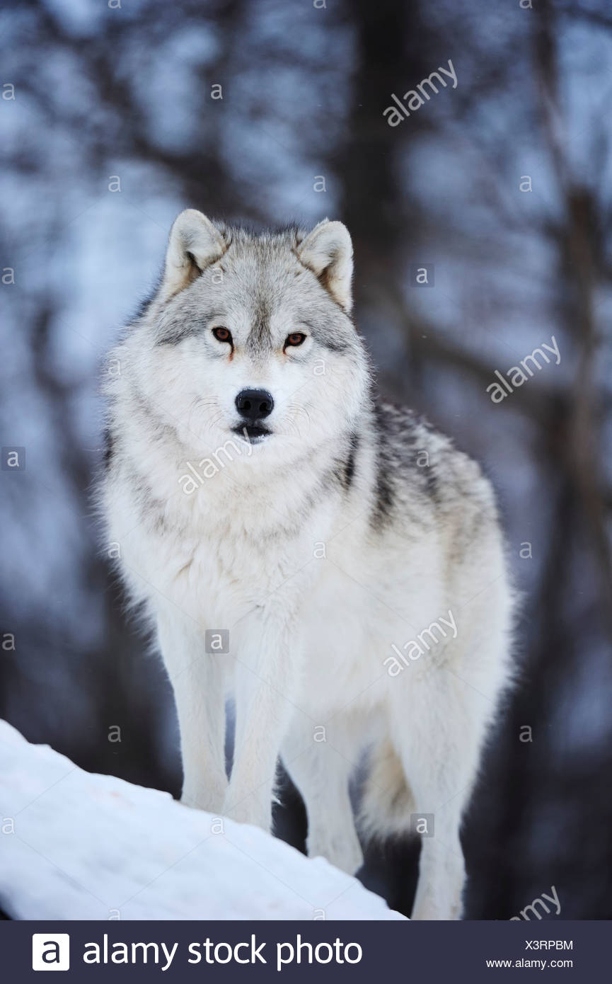 Canadian Arctic Wolves Stockfotos und -bilder Kaufen - Alamy